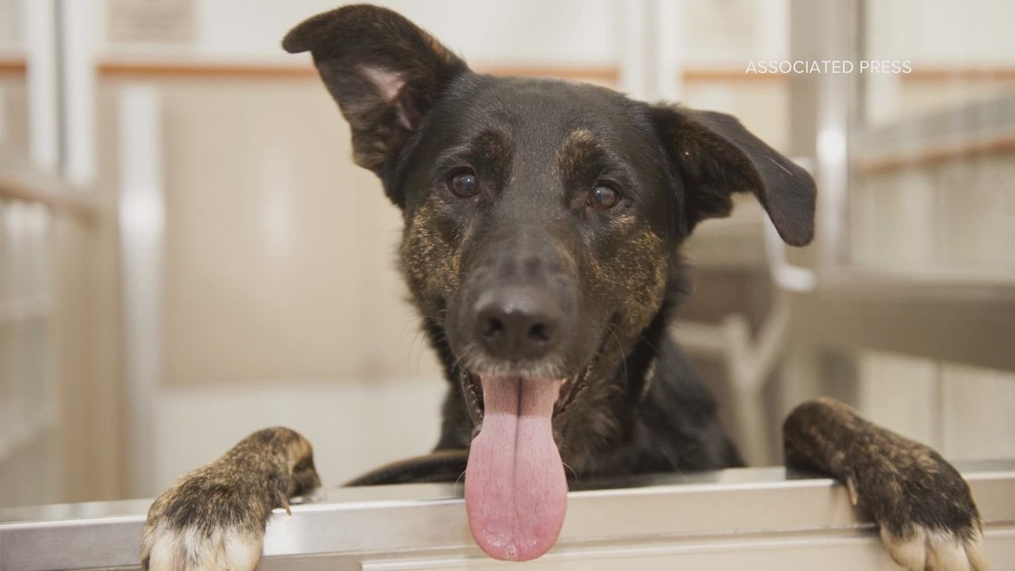 Jacksonville kennel taking precaution as new dog virus spreads ...