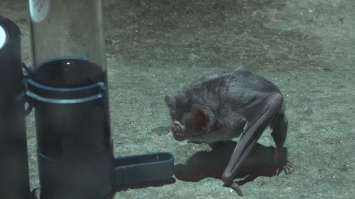 New tracking technology working to better protect Florida's bats ...
