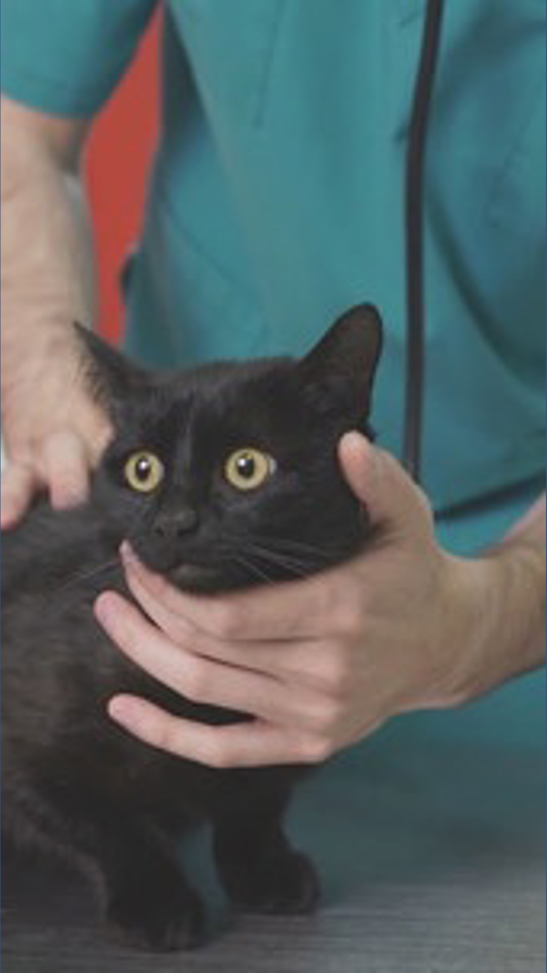 Jacksonville veterinarian warns of rising cases of highly contagious ...