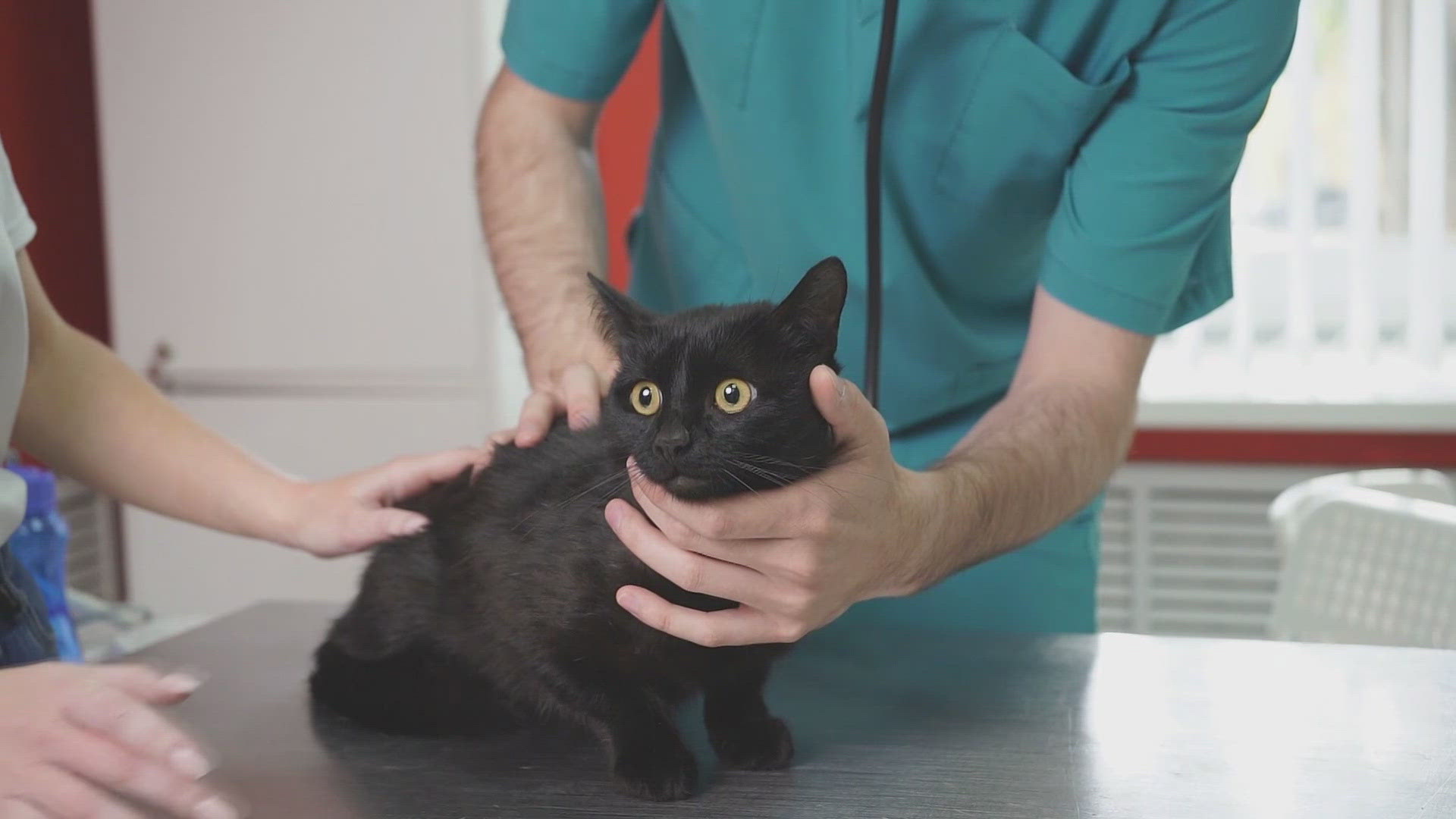 Jacksonville veterinarian warns of rising cases of highly contagious ...