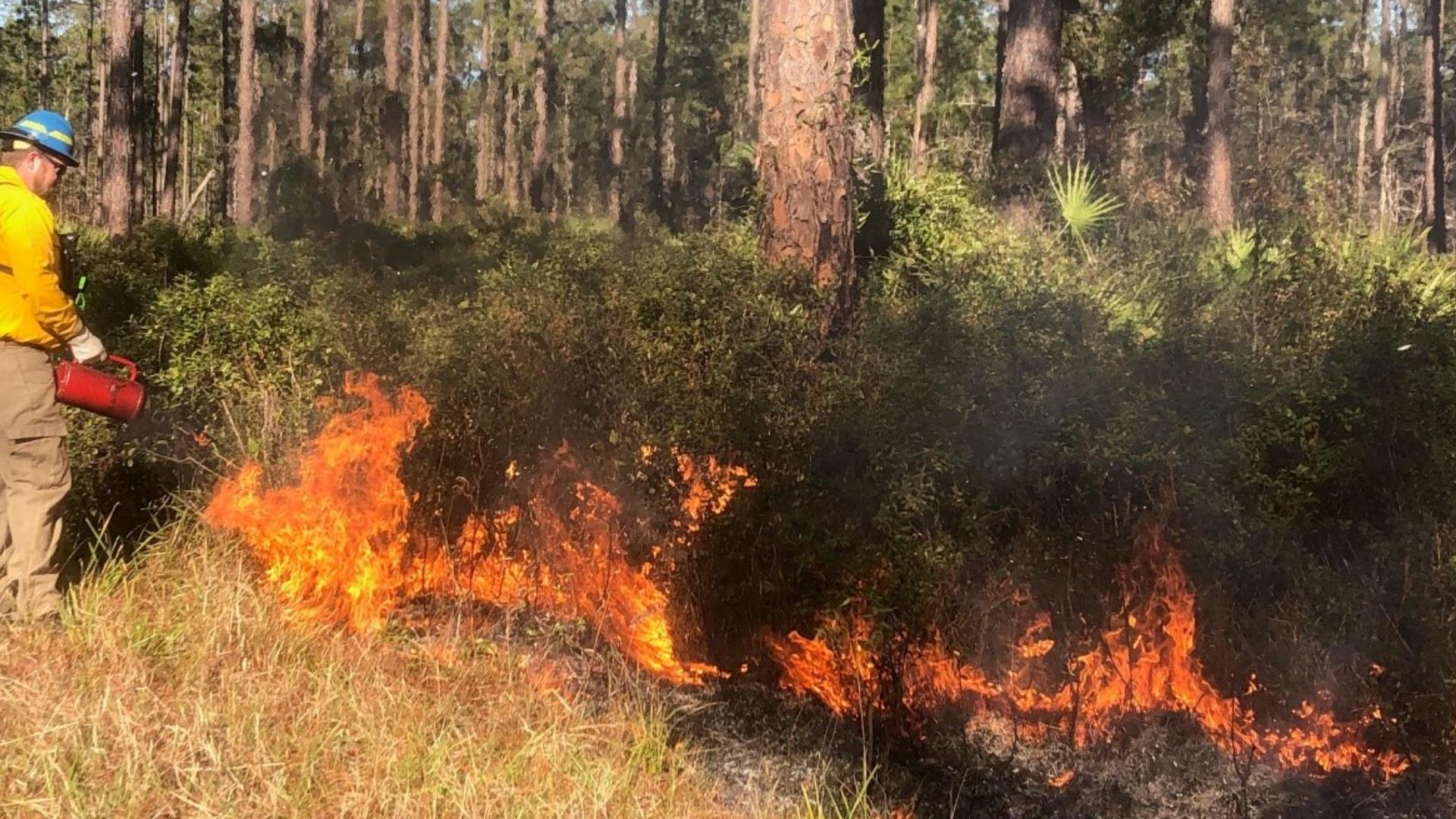 Why is there wildfire smoke in Clay County today? | firstcoastnews.com