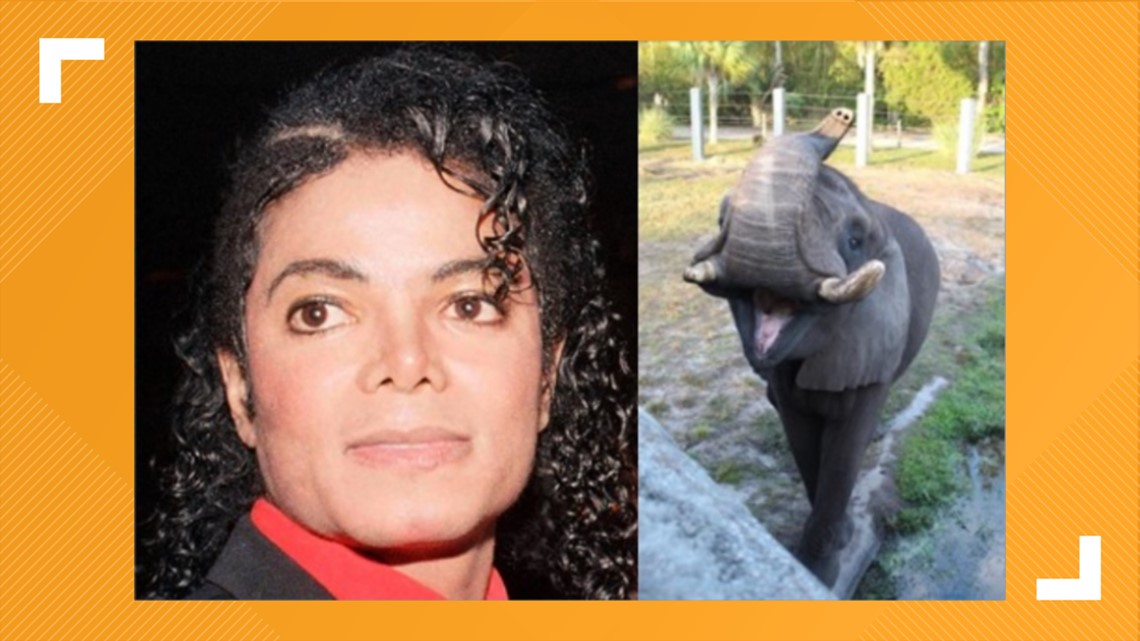 Elephant once owned by Michael Jackson recovering in Jacksonville ...