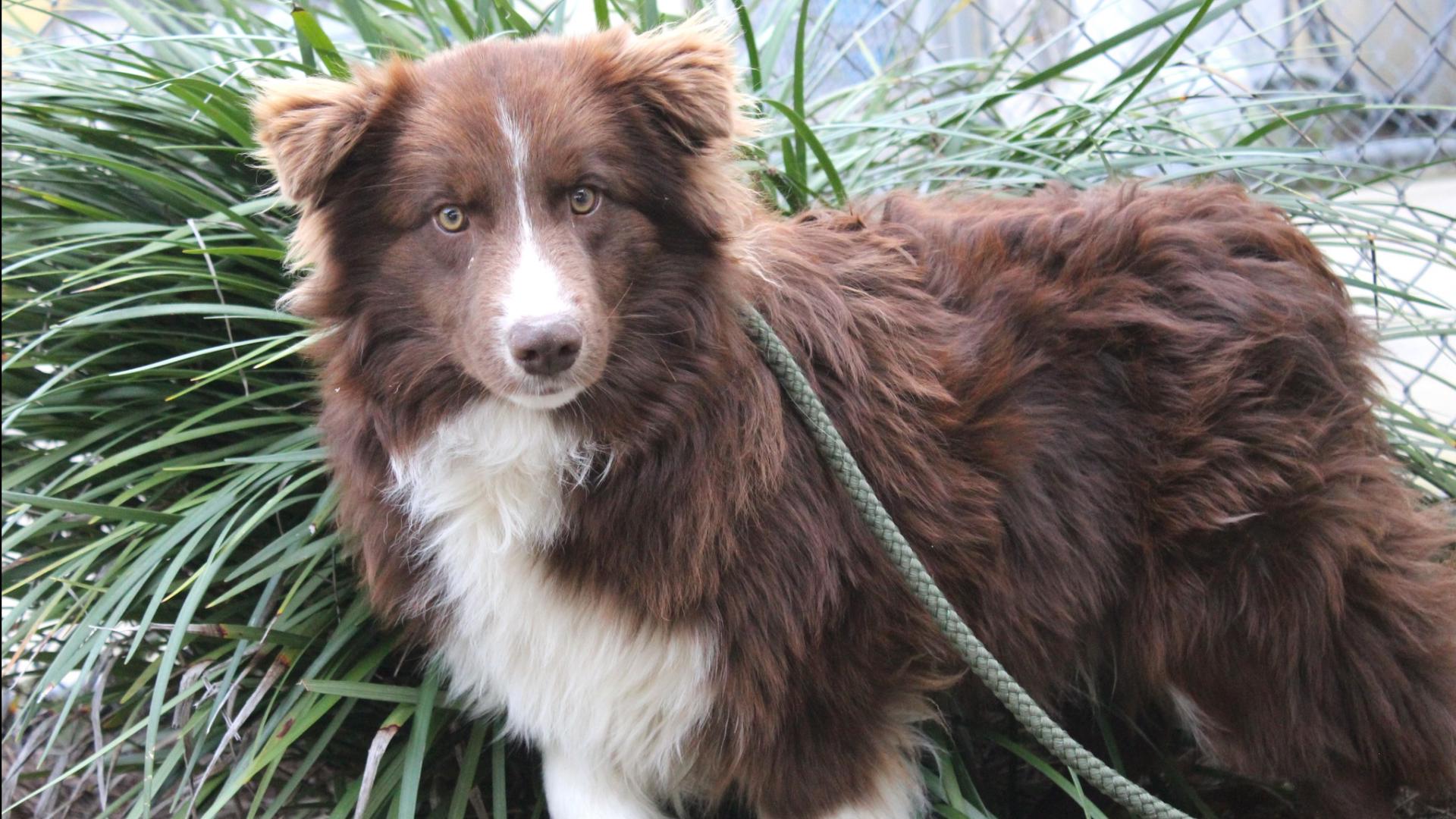 17 border collies in need of adoption after being surrendered by ...