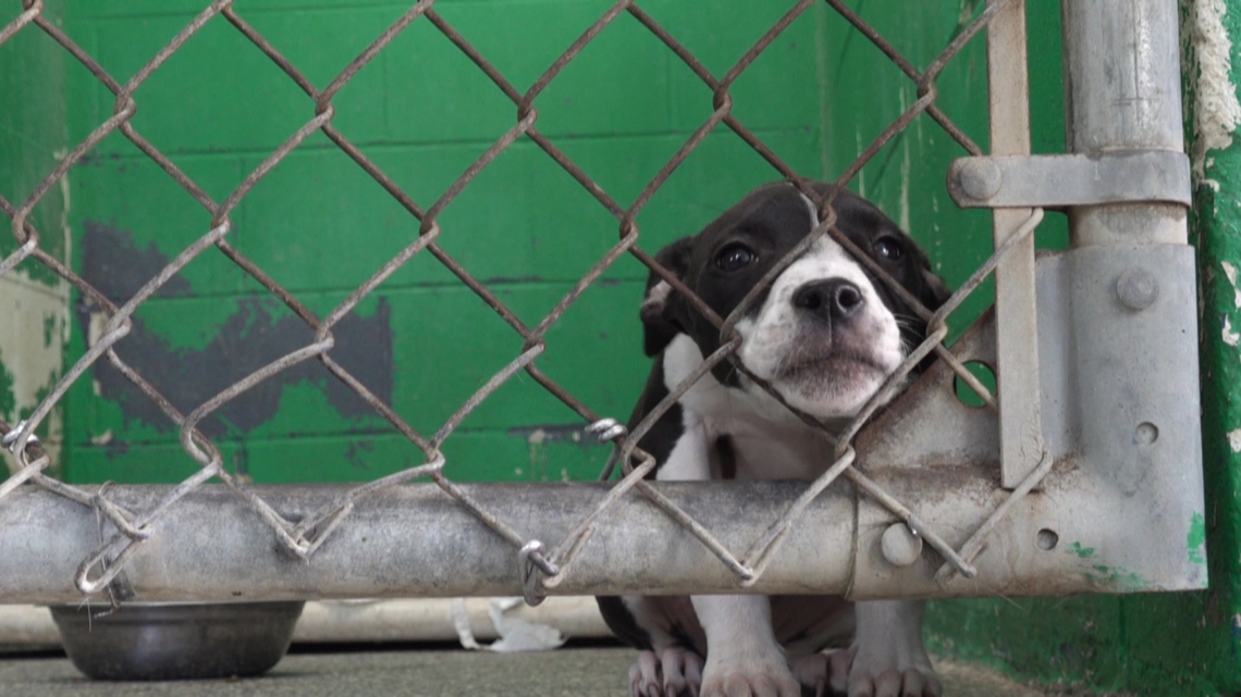 'Our biggest problem': Waycross city leader says irresponsible pet ownership is straining city ...