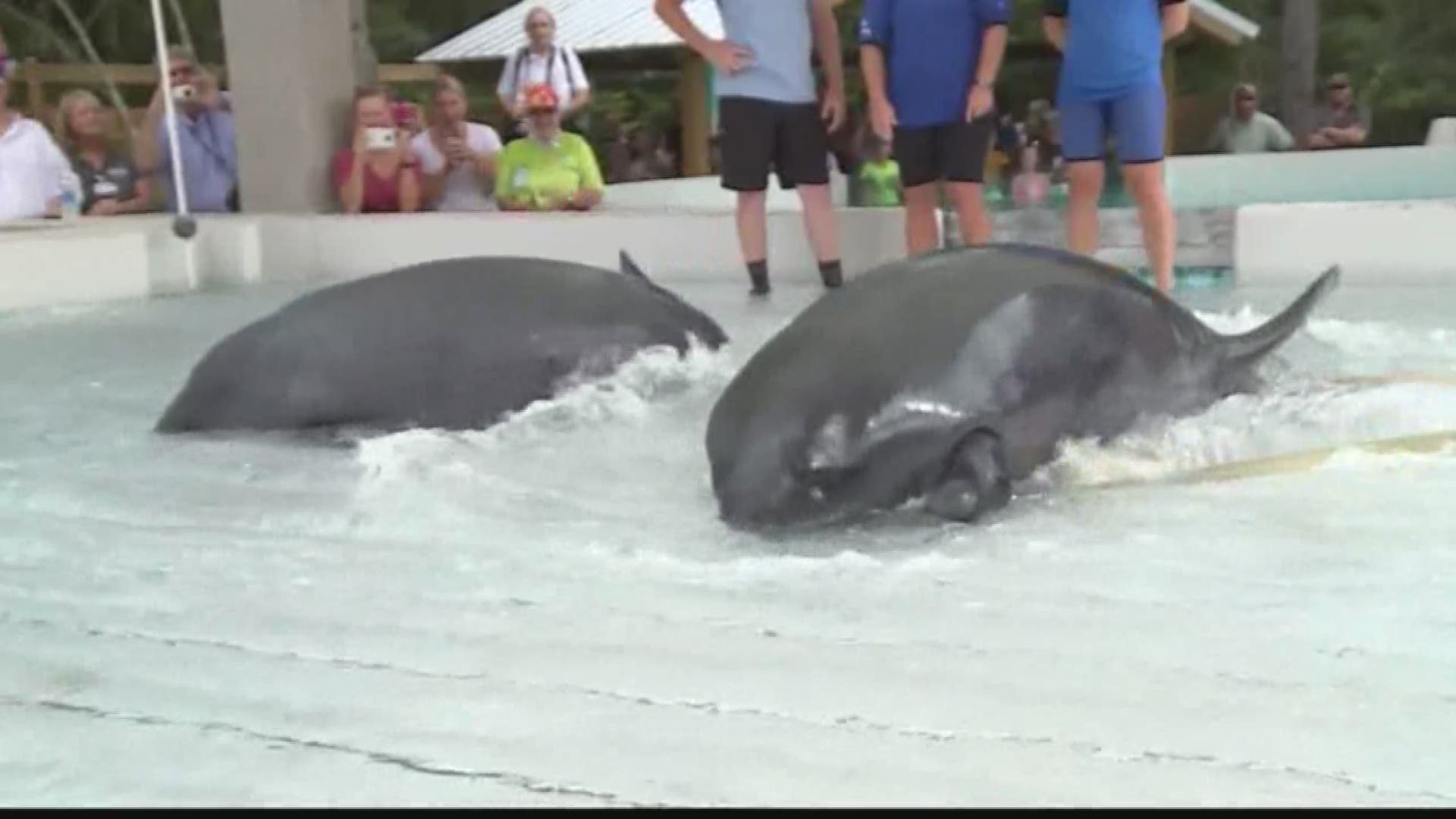 Jax Zoo to rehabilitate first manatees at nation's newest manatee ...