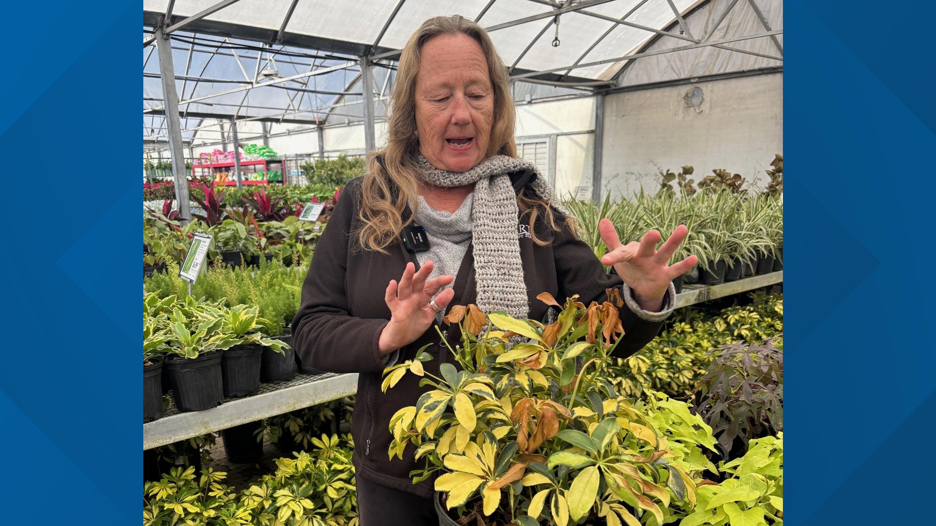 Don't cut back your freeze-damaged plants just yet — take an expert's ...