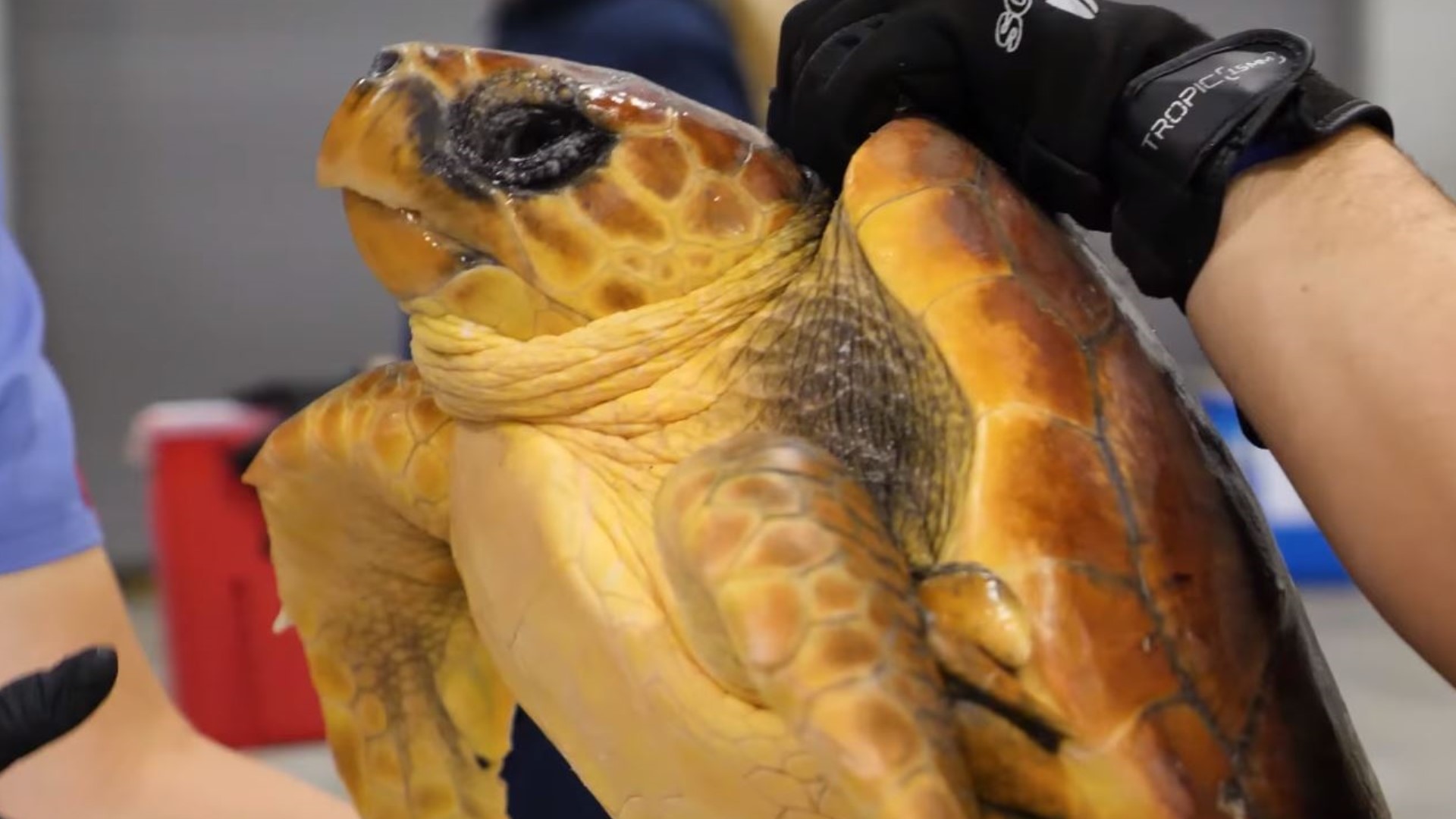 Sea turtles returning to home in Atlantic Ocean | firstcoastnews.com
