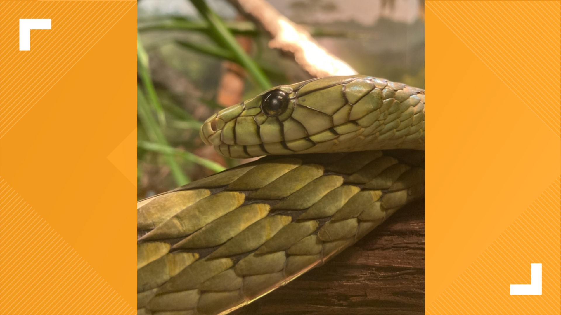 Jacksonville Zoo mourns loss of West African Mamba | firstcoastnews.com