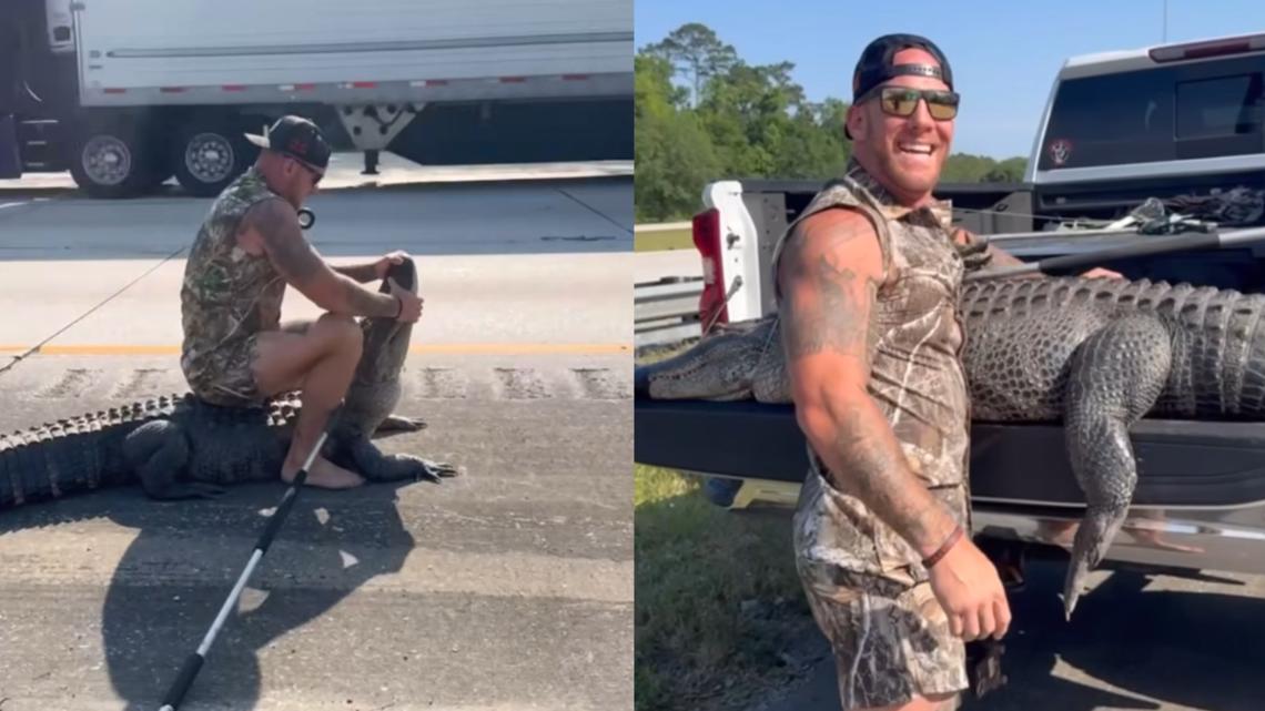 Video: Man wrangles alligator barefoot off Florida highway ...