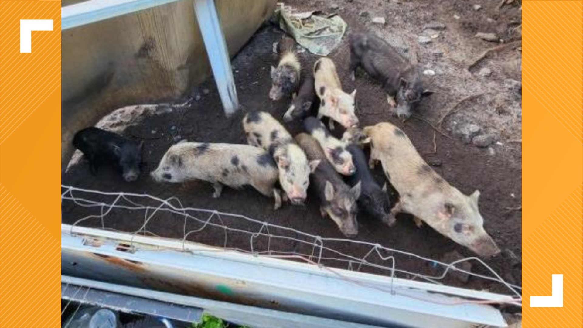 Jacksonville nonprofit looking for help after 12 pigs rescued ...