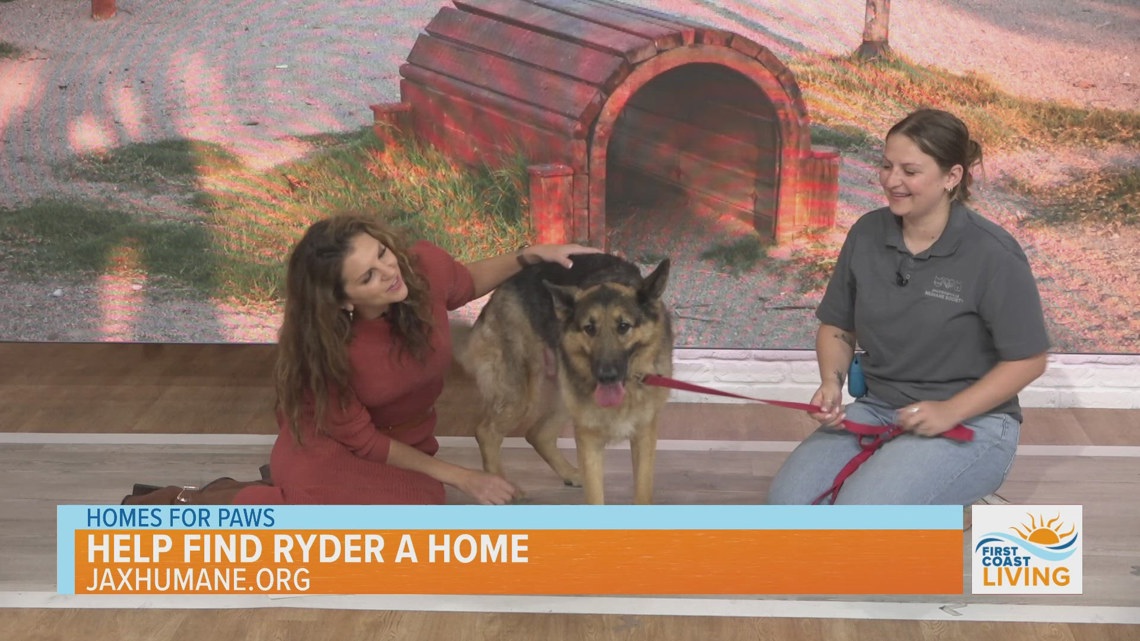 Homes for Paws | Meet Ryder! | firstcoastnews.com