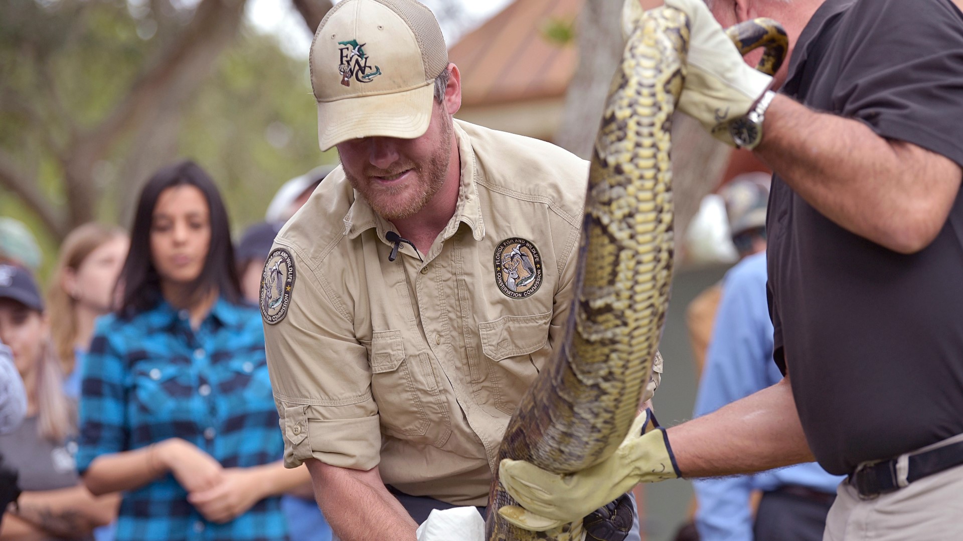 2020 Florida Python Bowl kicks-off in South Florida | firstcoastnews.com