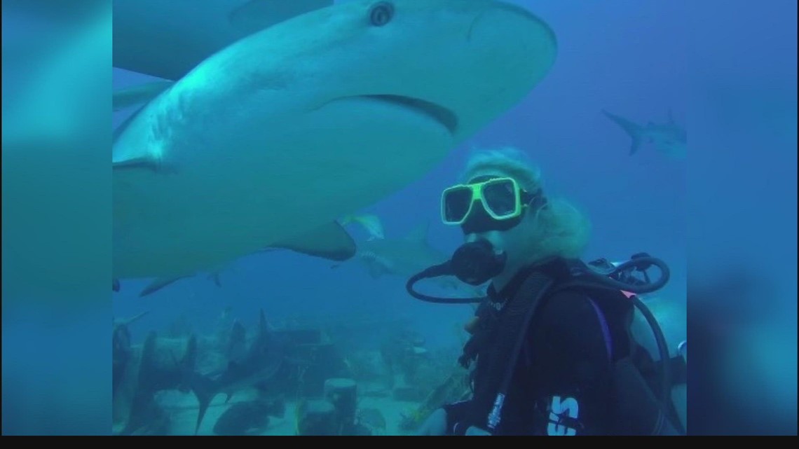 How to identify sharks in the water | firstcoastnews.com