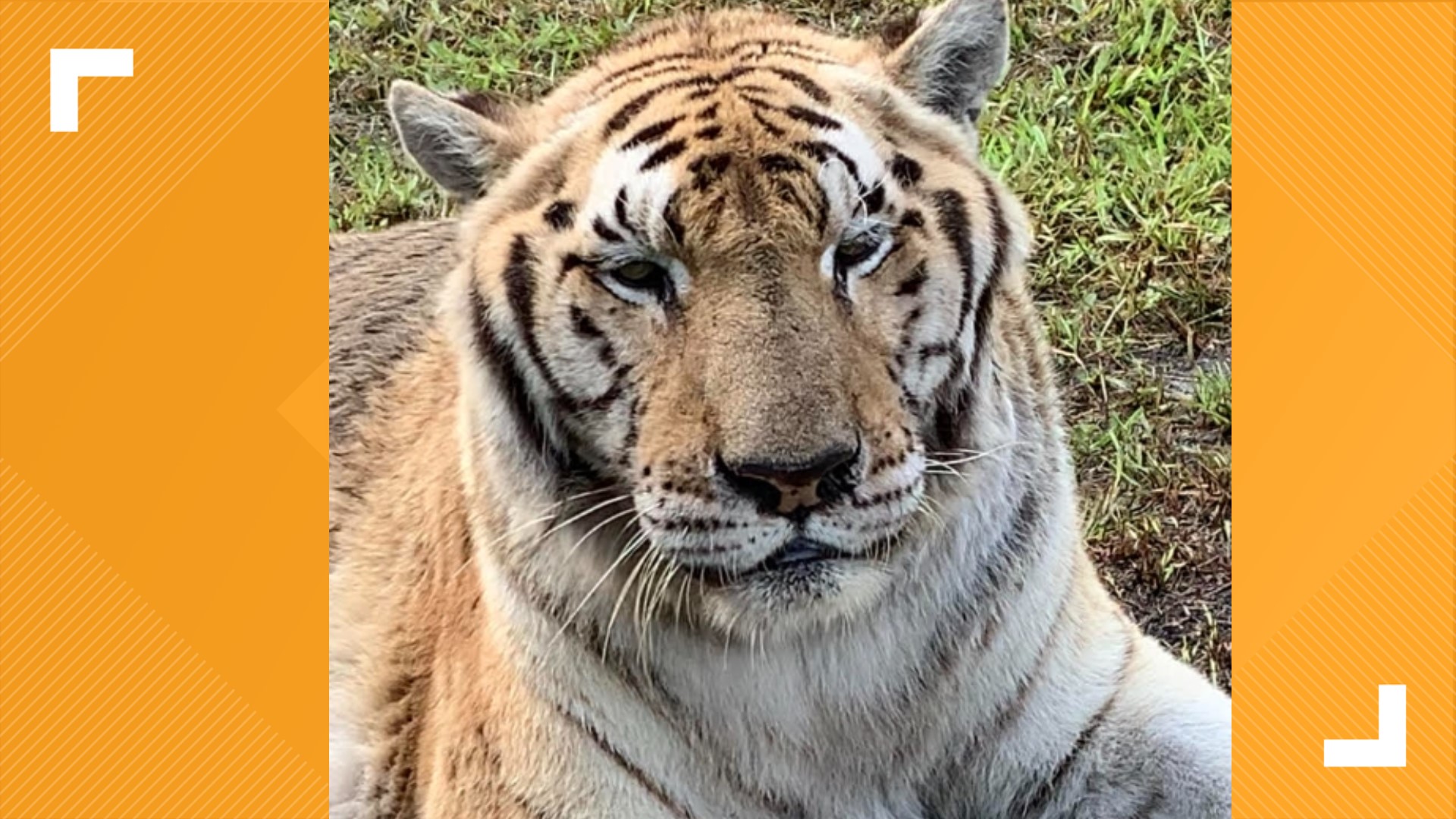 Catty Shack Ranch in Jacksonville mourning loss of largest tiger ...