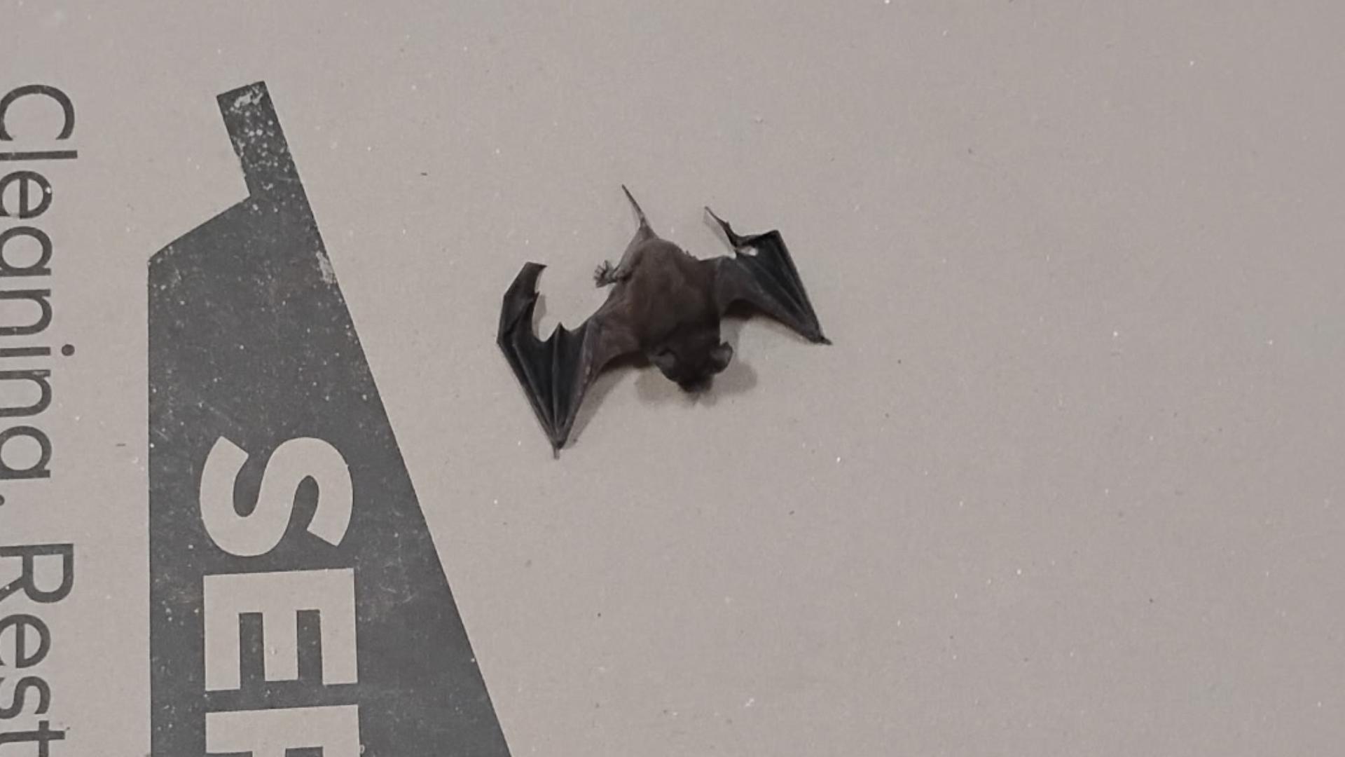 Exclusive look inside Camden County school cleanup after 200+ bats ...