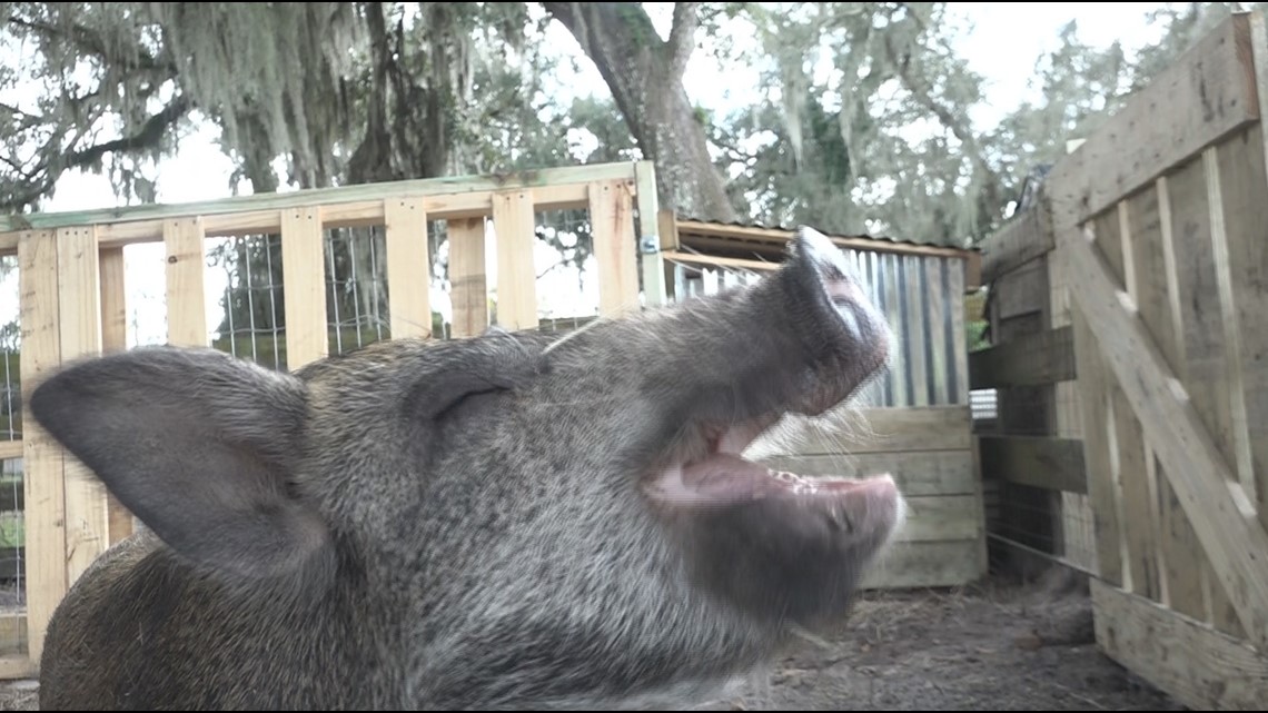 Pig rescued from 'deplorable conditions' | firstcoastnews.com