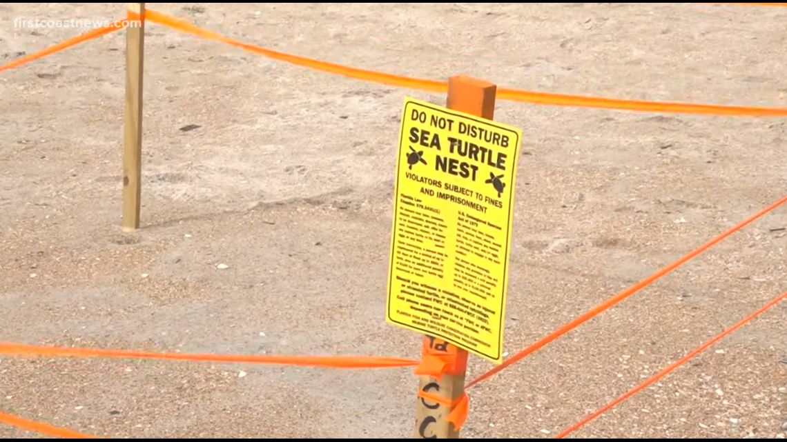 Erosion on St. Augustine Beach causes concern for sea turtle nest ...