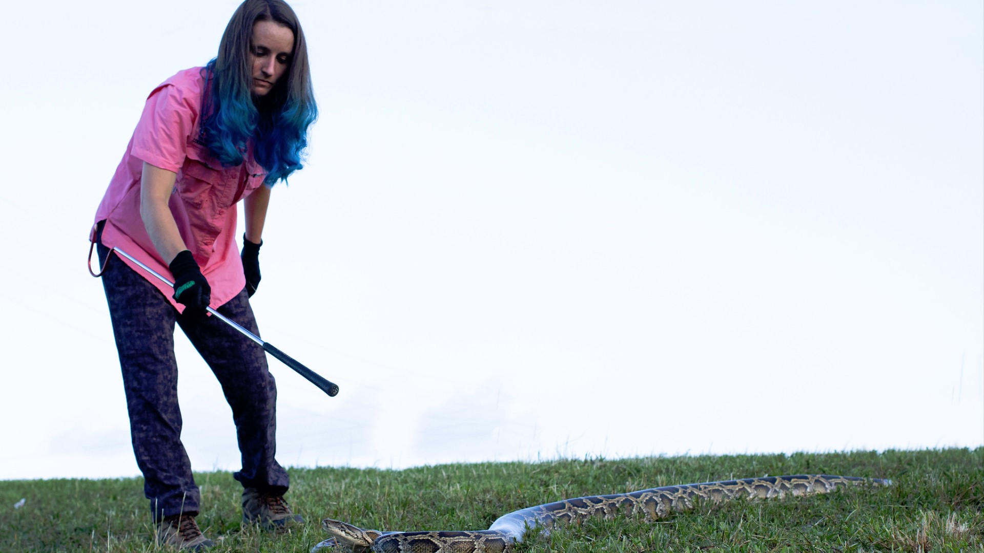 The 2022 Florida Python Challenge, time to snag those snake ...