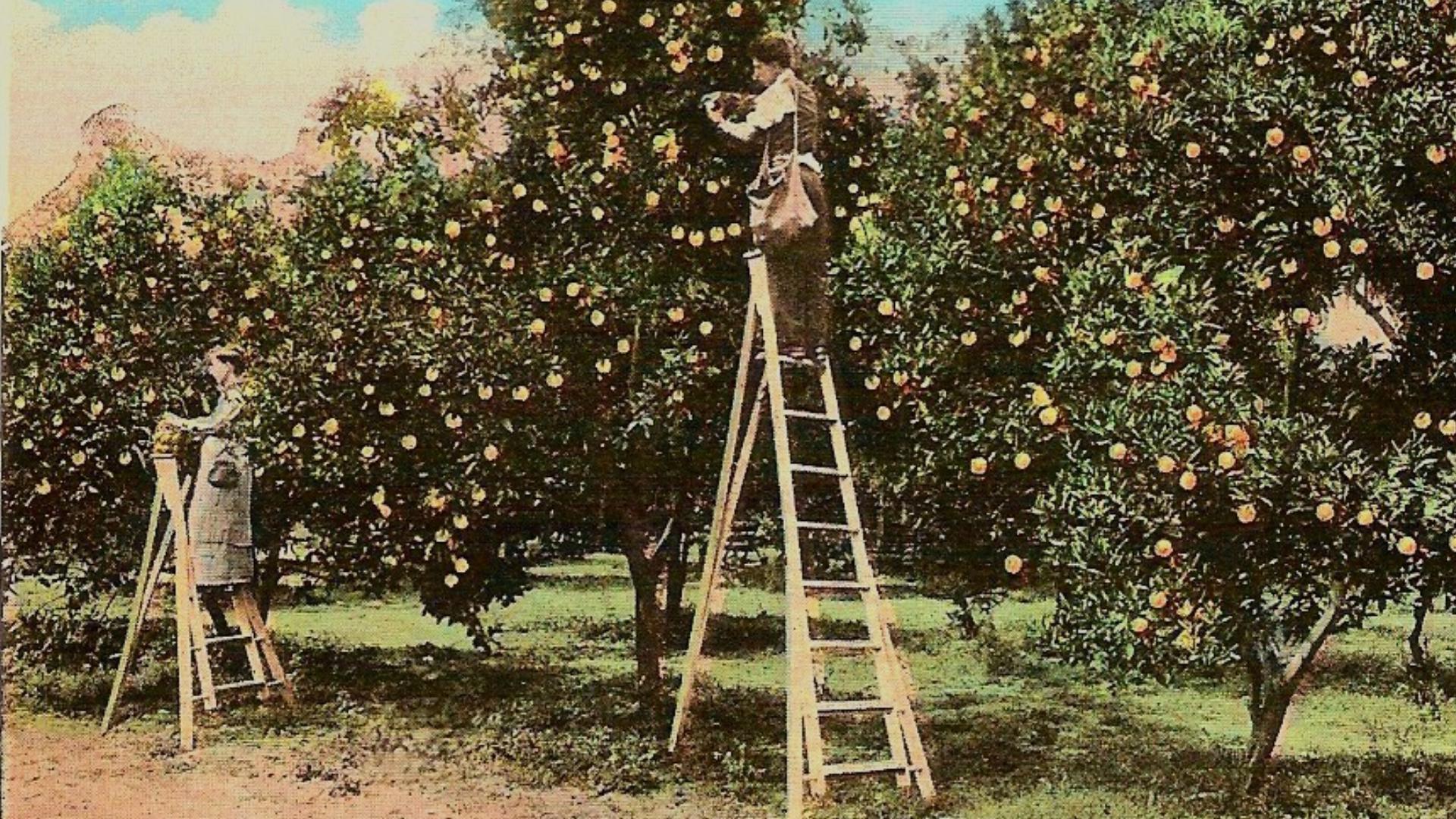 Mandarin used to have 25,000 orange trees. Now it's helping Florida's ...