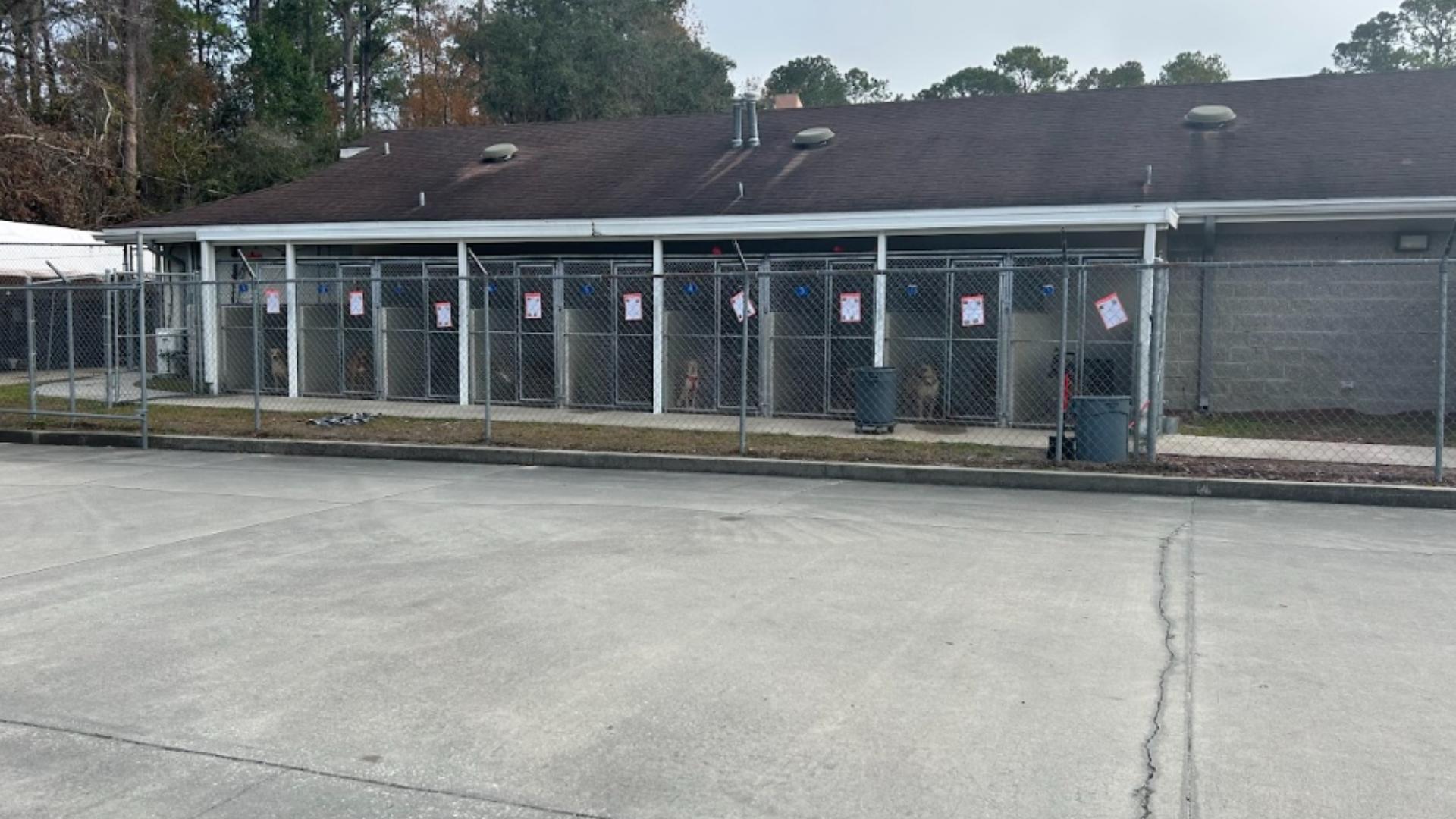 Last-minute Christmas shopping? Adopting a pet from Clay County Animal ...