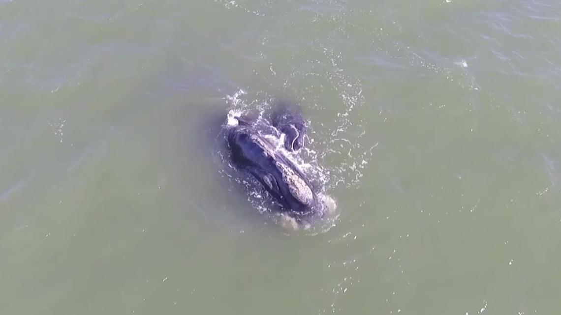 Pair of rare right whales spotted off Florida's Atlantic coast with ...