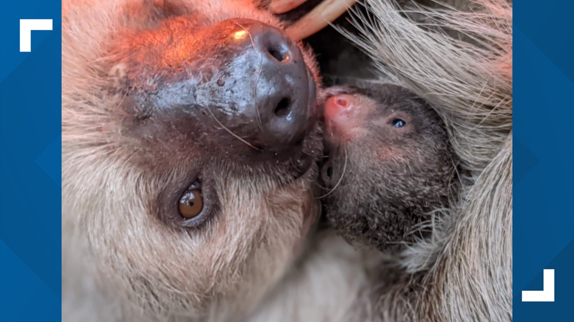 Baby sloth born at North Florida alligator farm | firstcoastnews.com