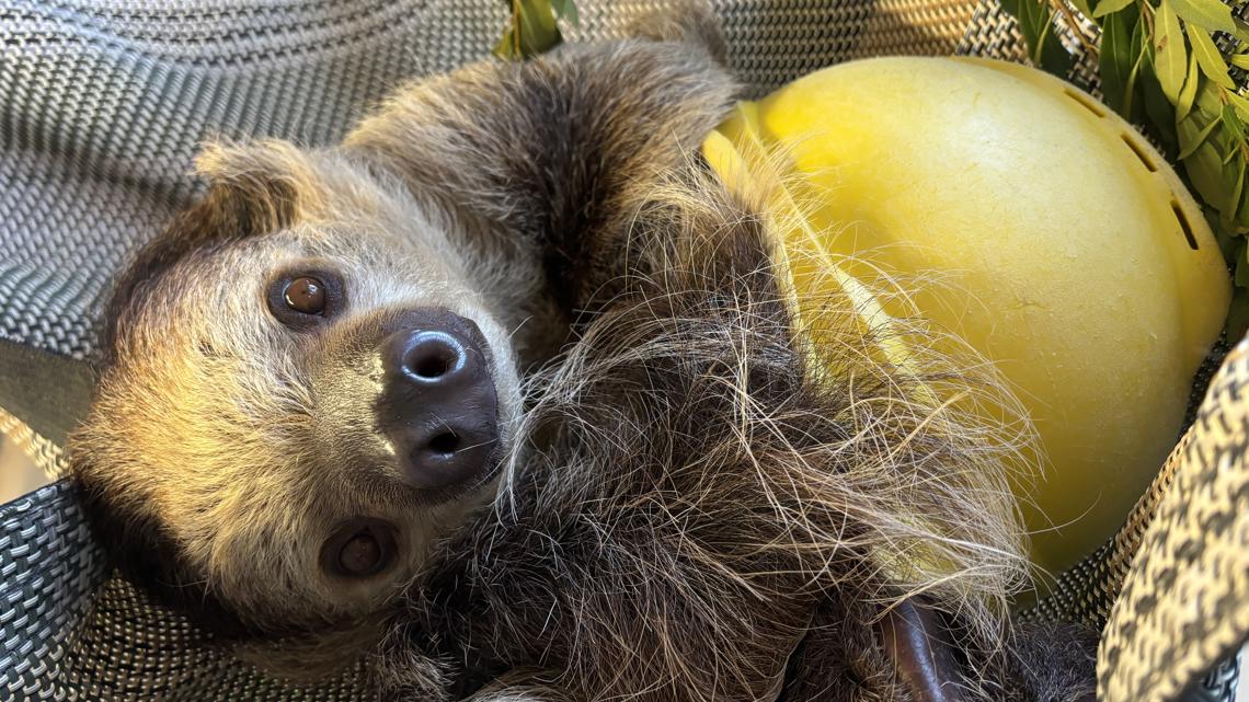Sloth Crossing exhibit opens at Jacksonville Zoo and Gardens ...