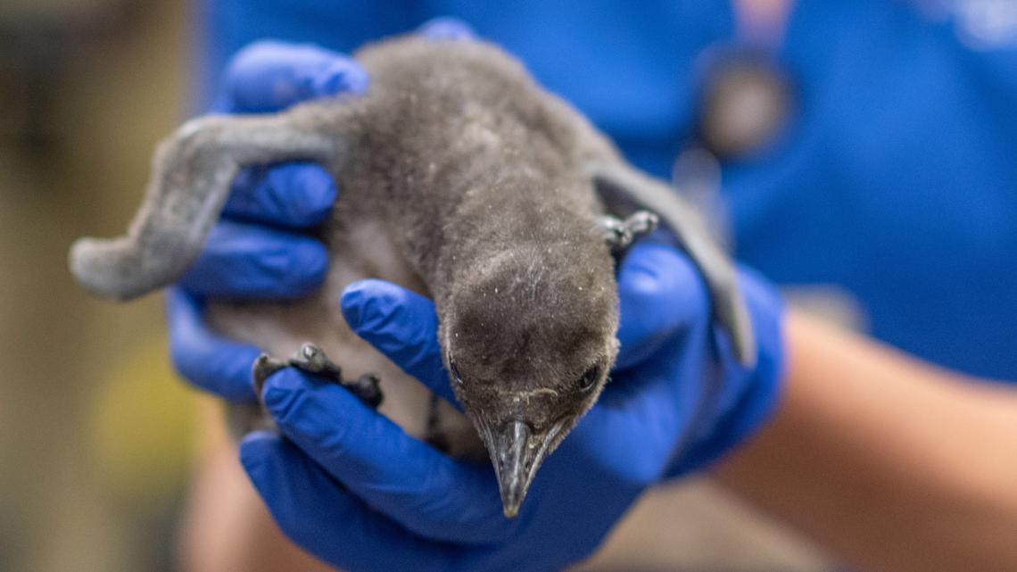Photos: North Florida zoo welcomes adorable penguin chick ...
