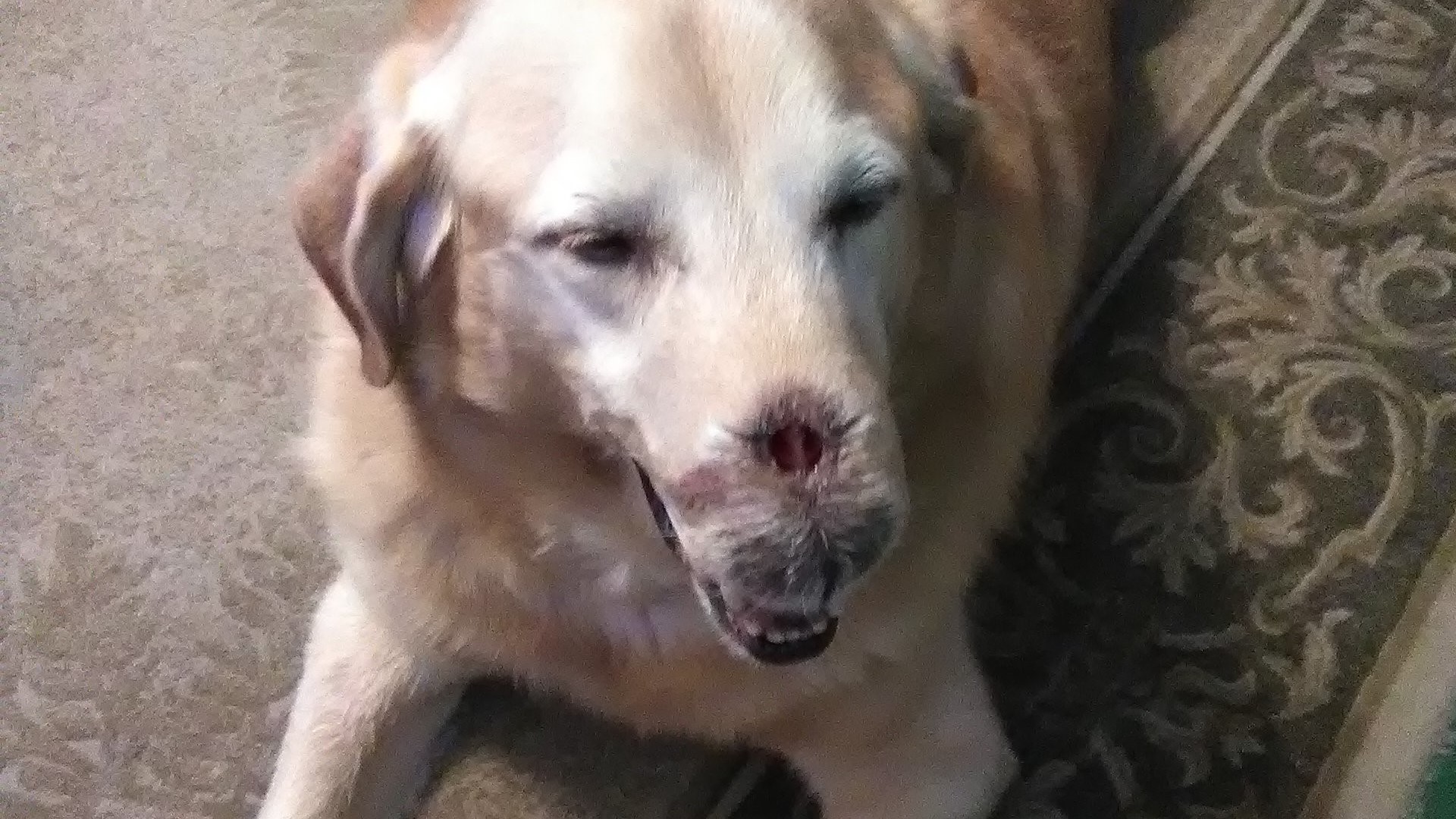 Ever seen a Camel Dog? | How this man saved his best friend from dying ...