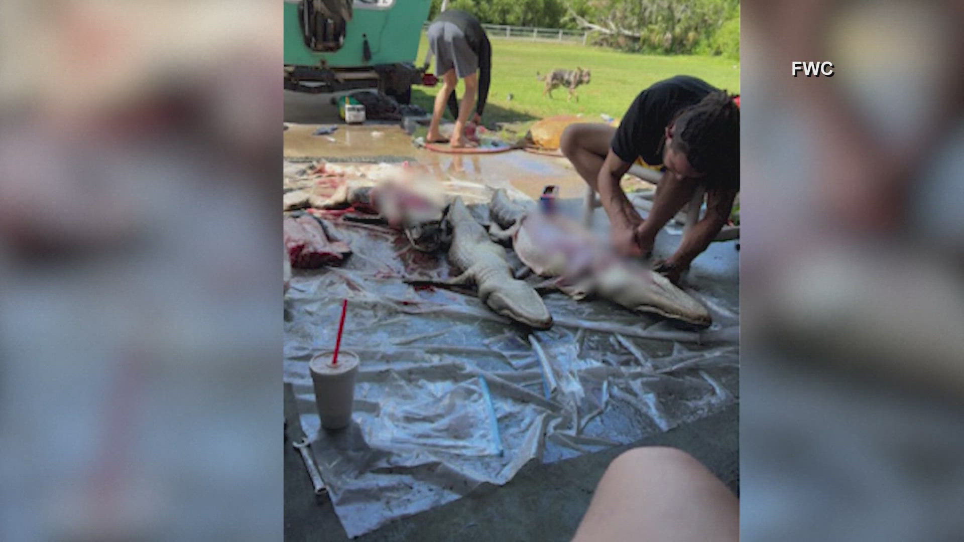 FWC arrests man accused of illegally capturing, killing, harvesting ...