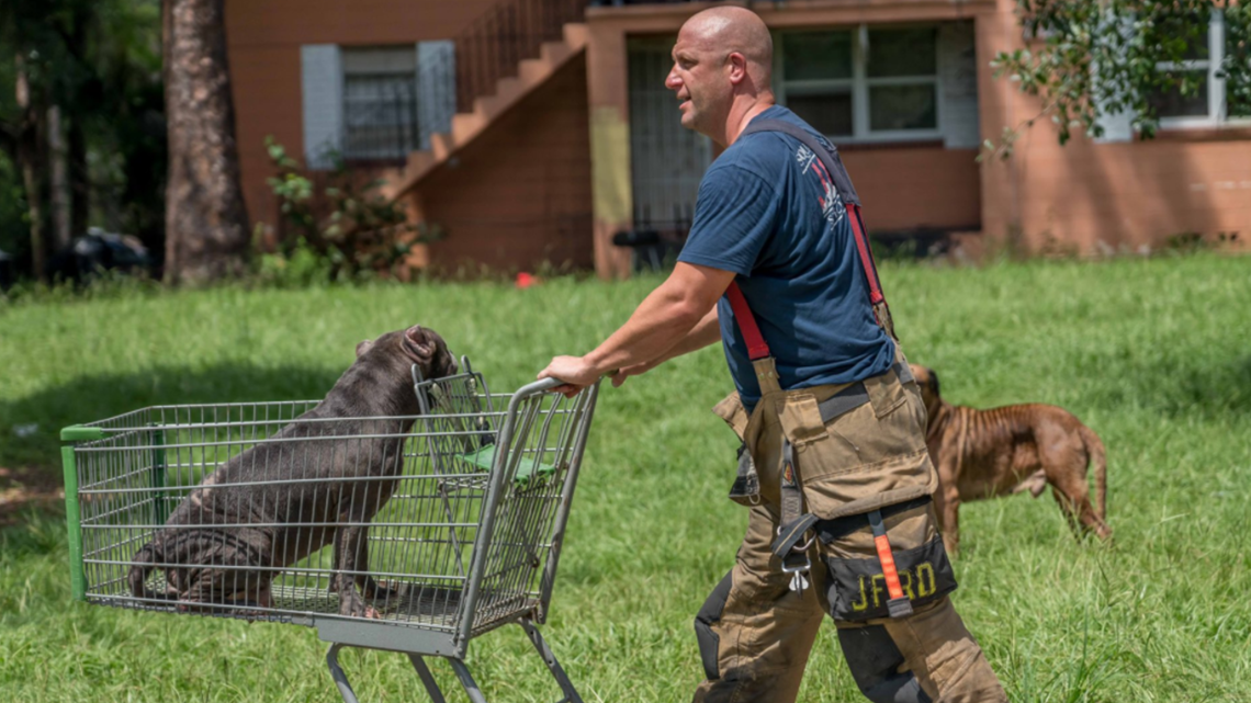 2 people, 3 dogs displaced after Florida apartment fire ...