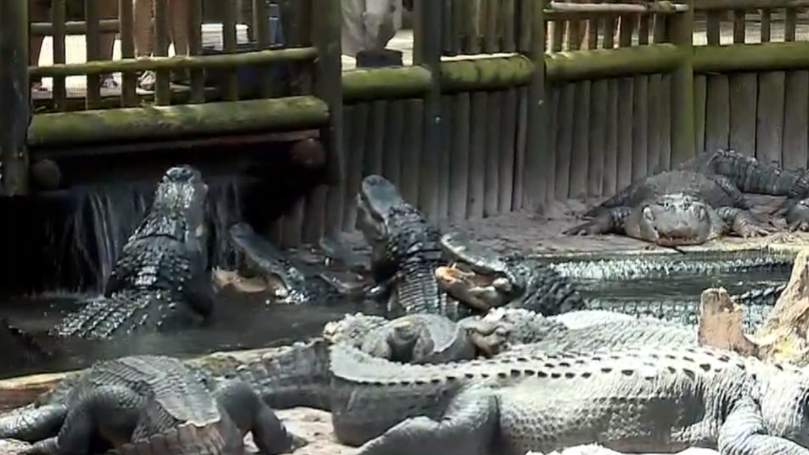 Alligator Farm employee fired after tweeting he was tempted to throw ...