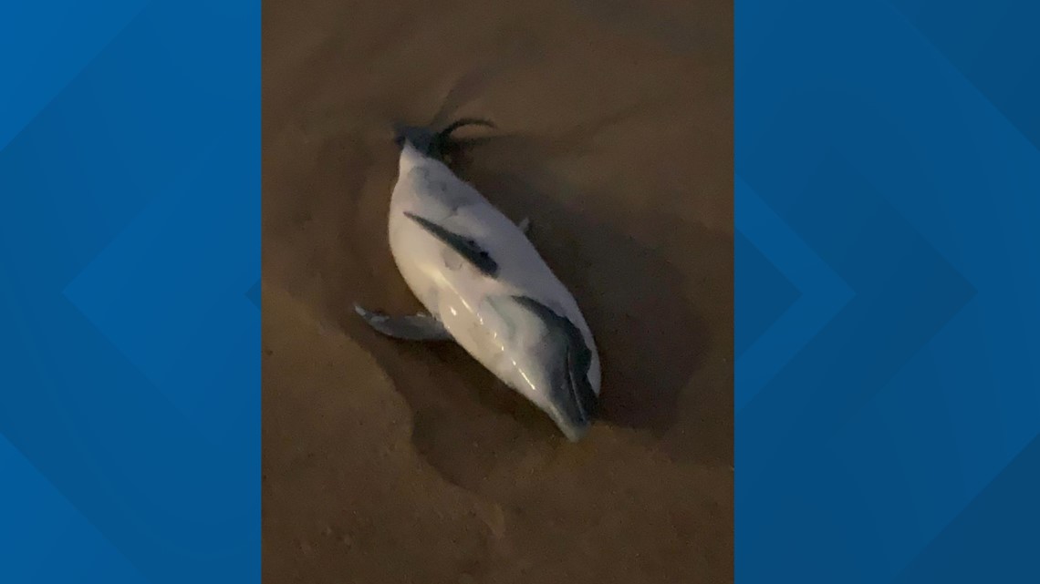 Dead dolphin washes ashore Flagler Beach Florida | firstcoastnews.com