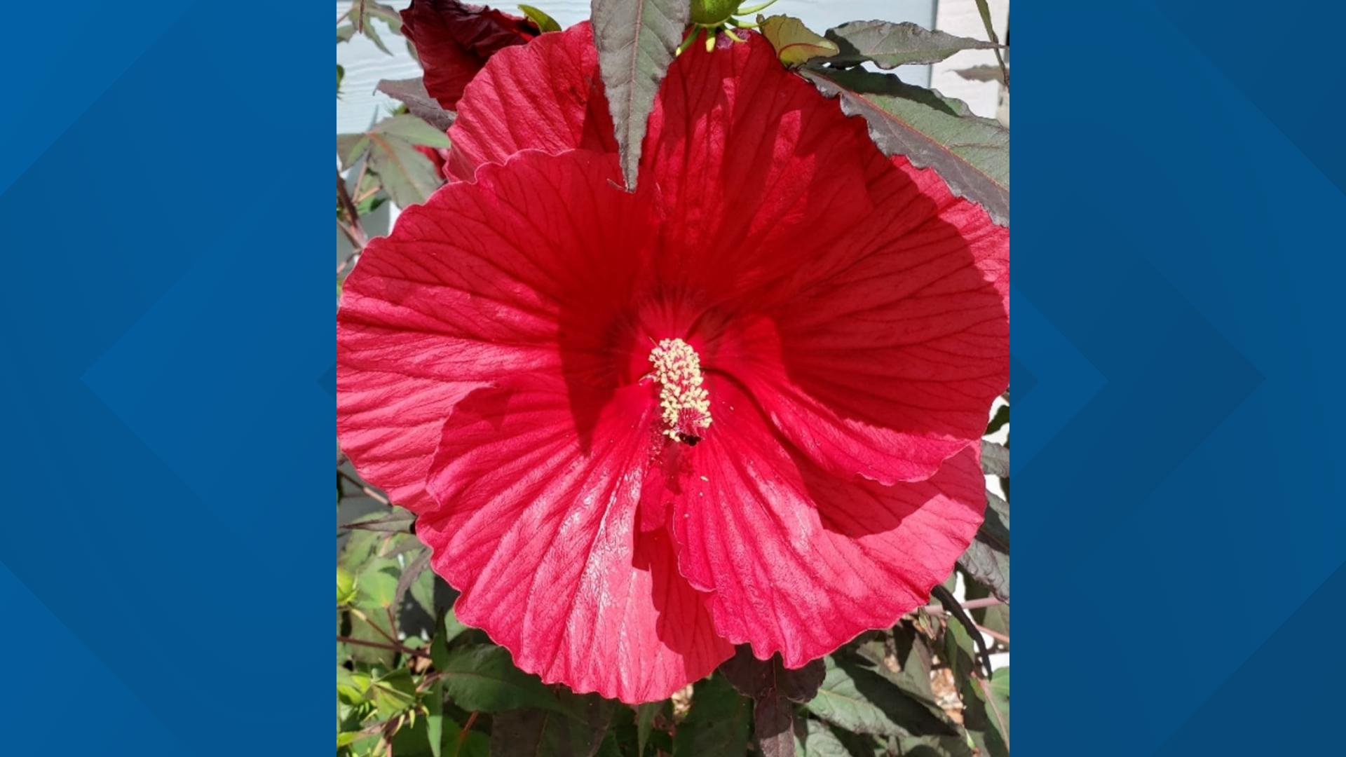 How to protect plants from the cold in Jacksonville | firstcoastnews.com