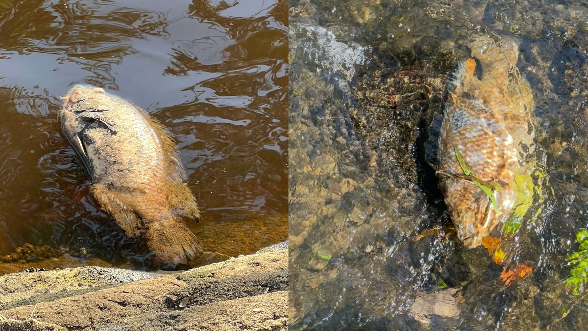 FWC investigating 'several fish kills' in St. Johns River, 'larger fish ...