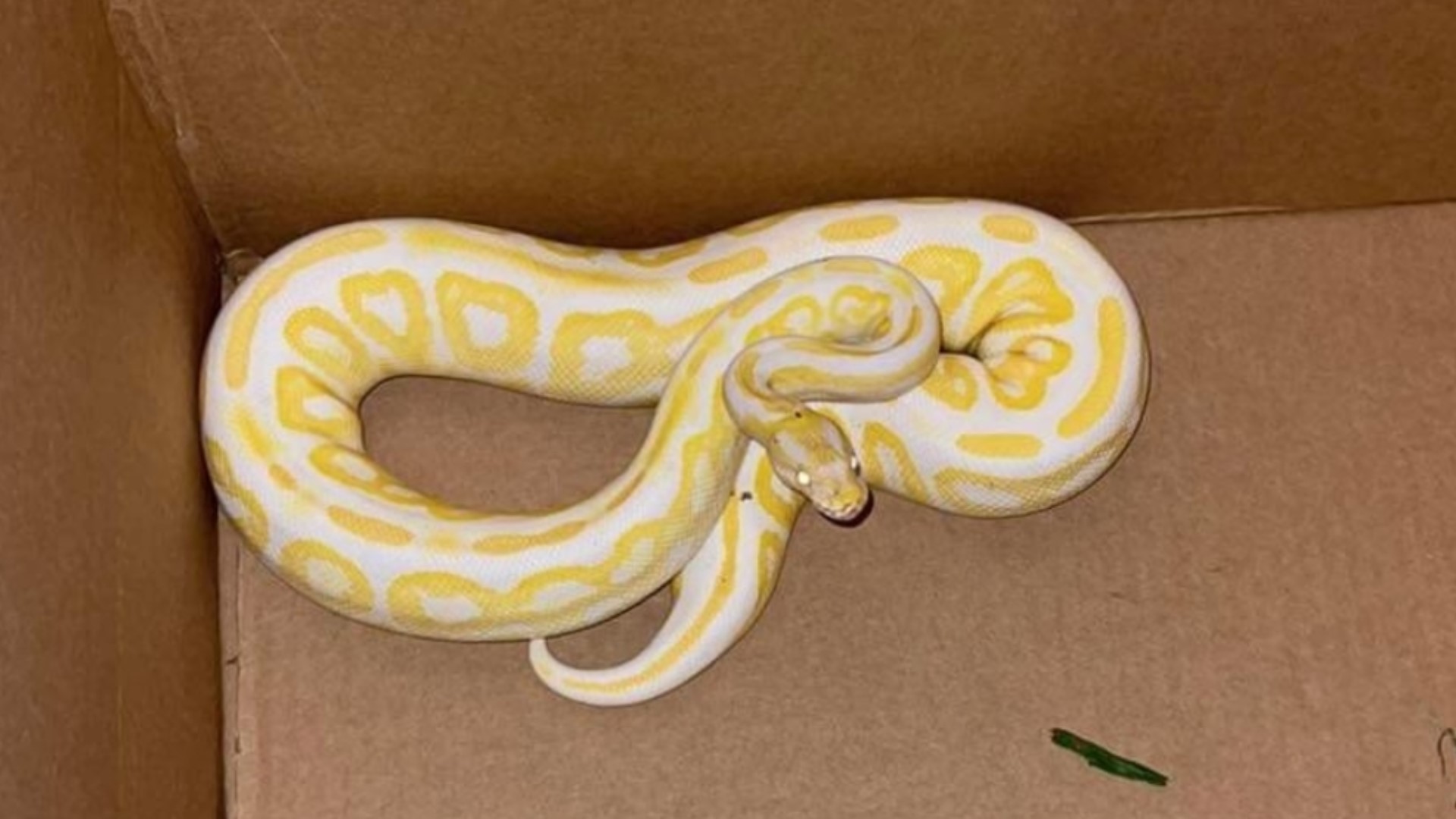 20+ ball pythons found in a St. Augustine neighborhood in July ...