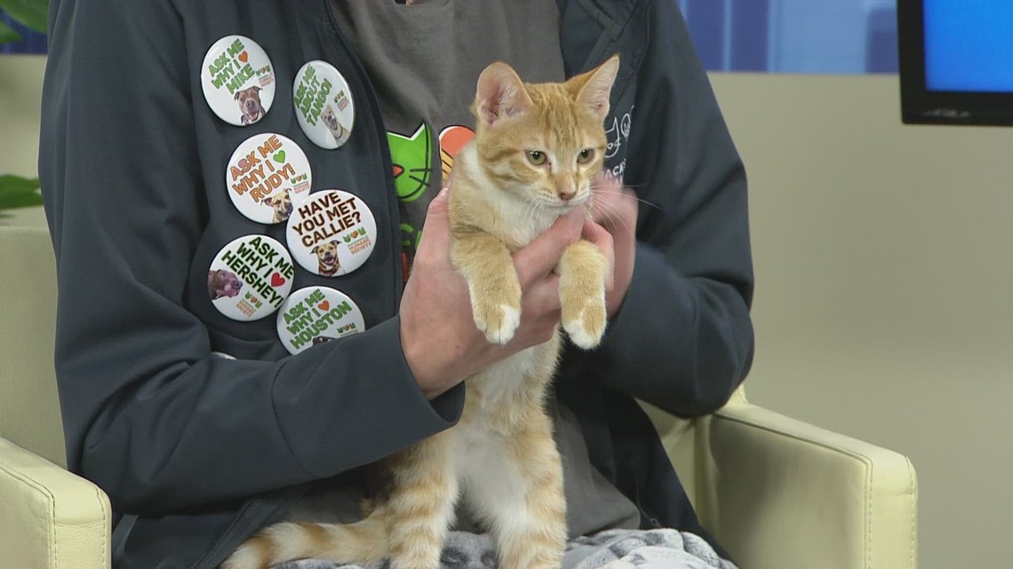 Pet Tails: Meet Indie, 2-month-old 'very rambunctious, playful' kitten ...