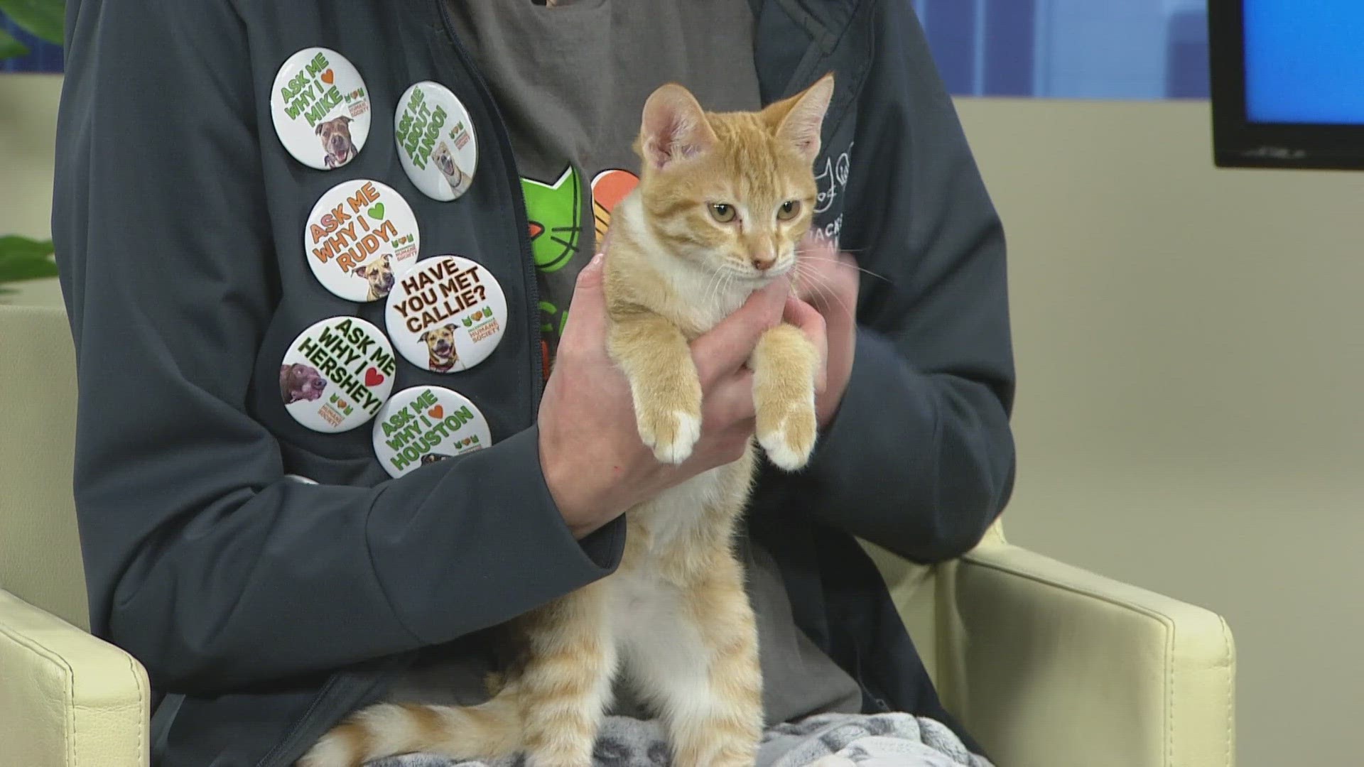Pet Tails: Meet Indie, 2-month-old 'very rambunctious, playful' kitten ...