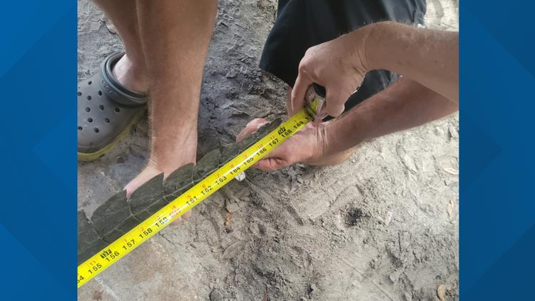 Massive gator found in Putnam County | firstcoastnews.com