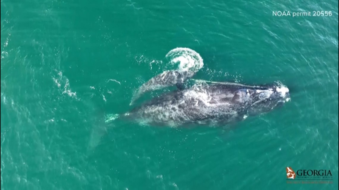 Two court decisions to affect North Atlantic right whales ...