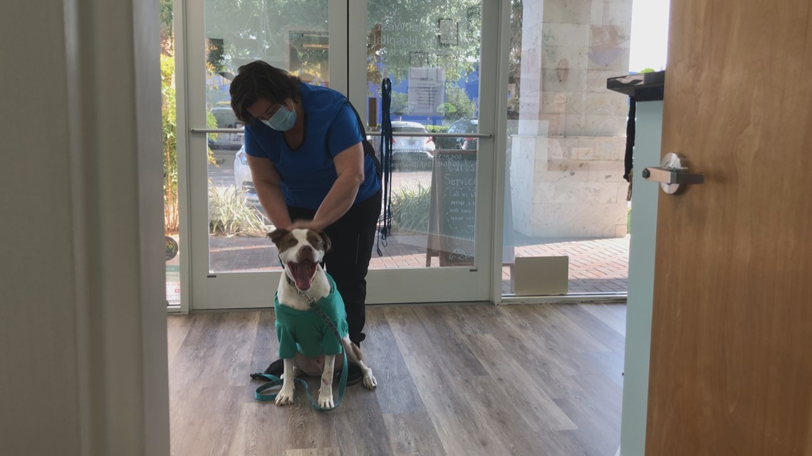 New cancer treatment for dog's saves life | firstcoastnews.com
