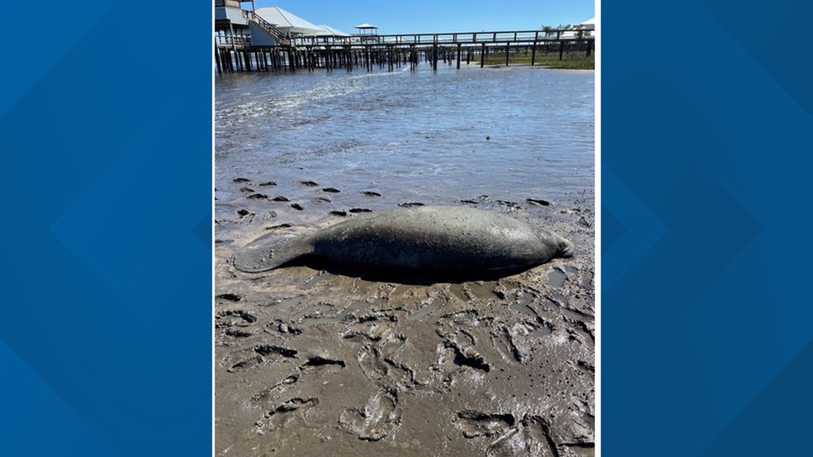 Beached manatee rescued in Jacksonville | firstcoastnews.com