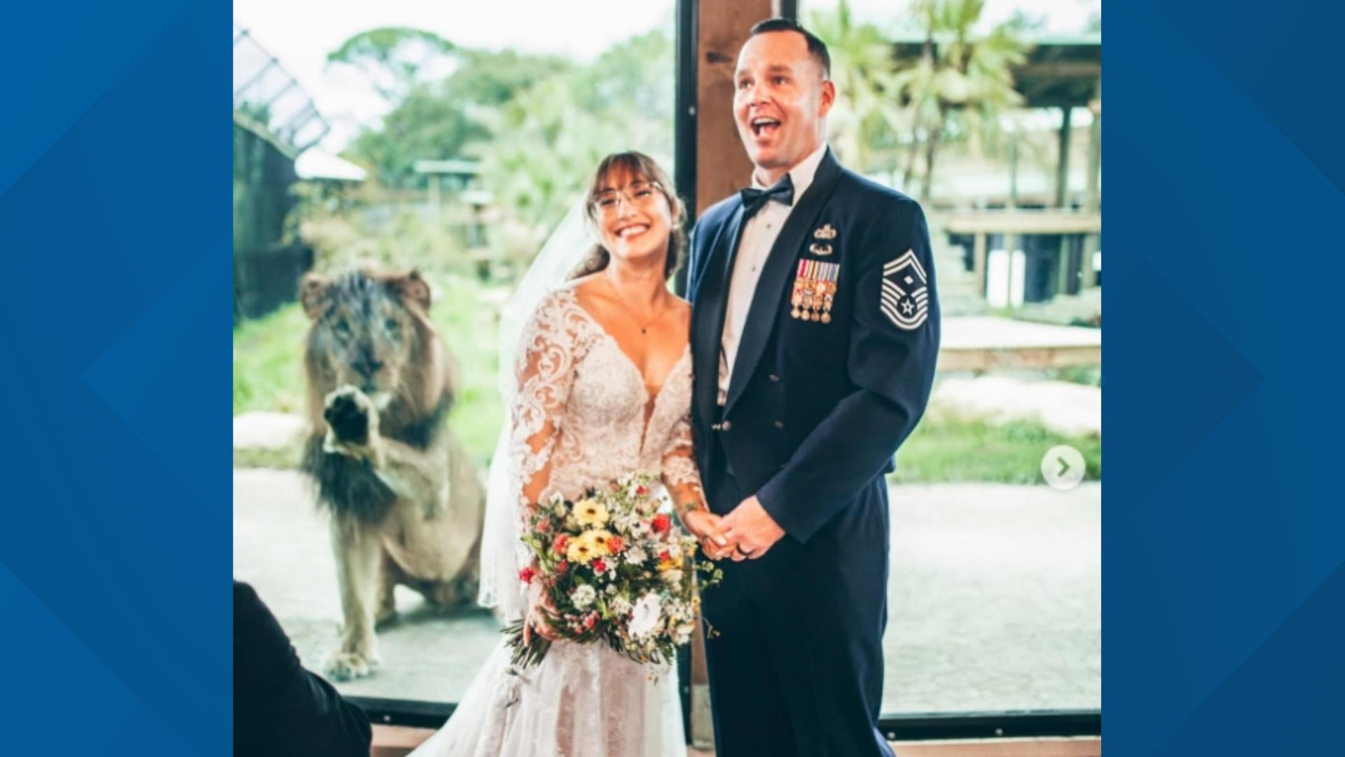 Lion photobombs couple's Florida zoo wedding | firstcoastnews.com