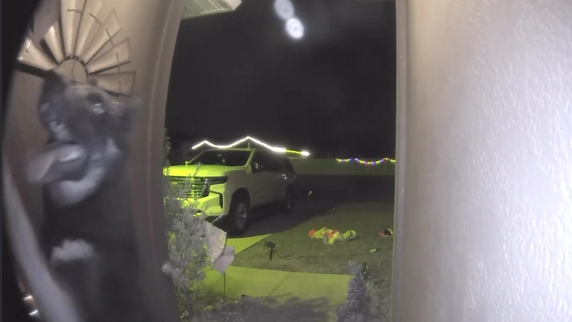 Missing dog Athena returns to Green Cove Springs family on Christmas ...