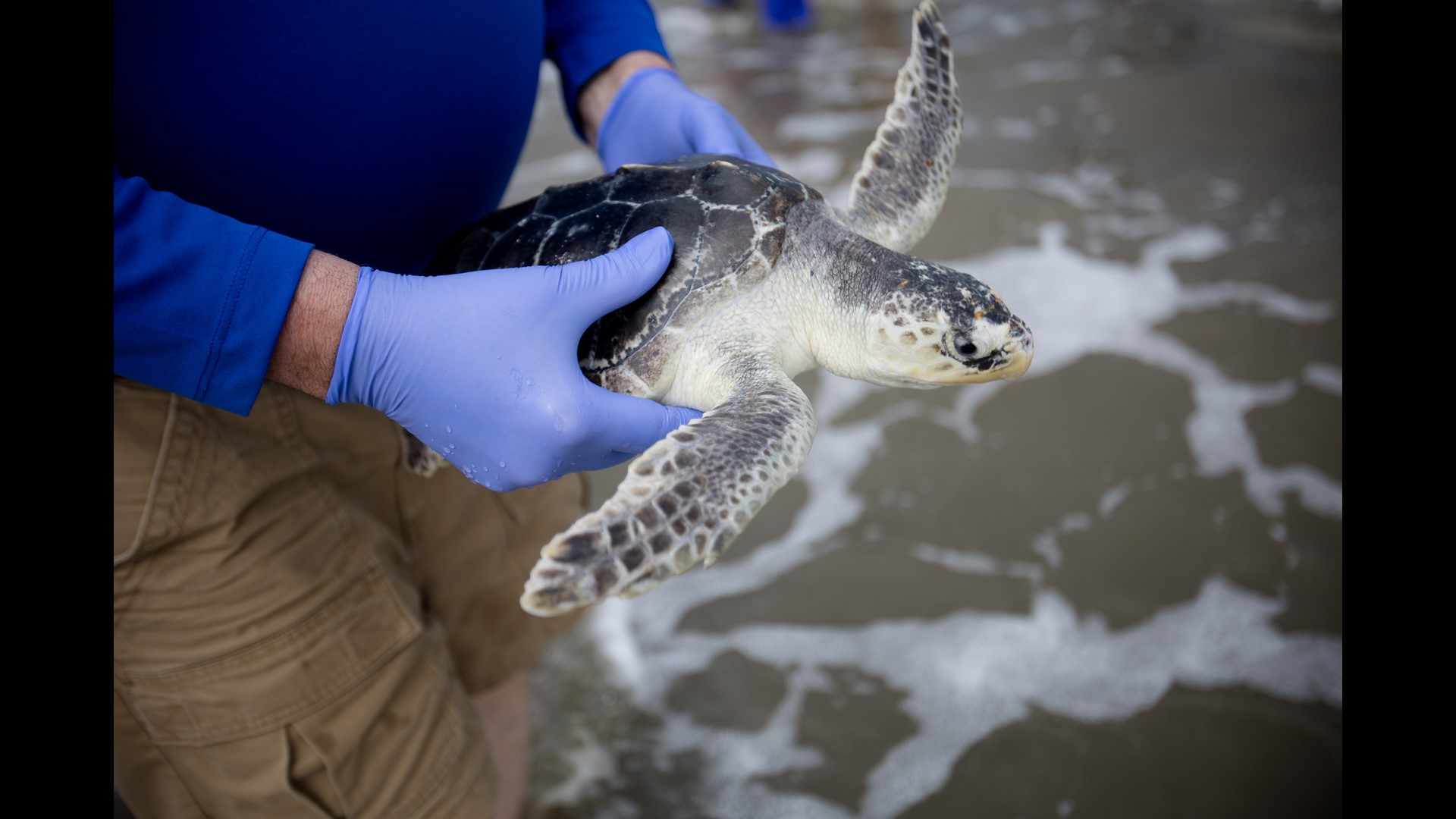 Record-breaking sea turtle release on Jekyll Island, Georgia ...