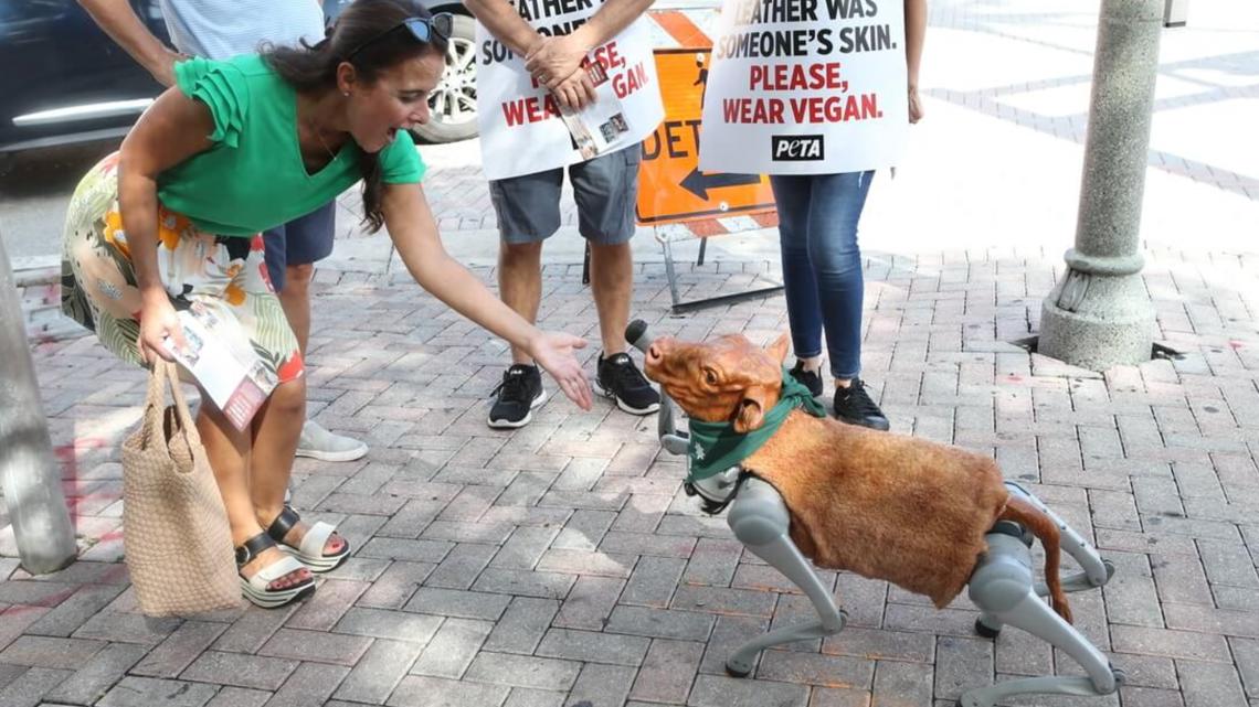 Why is PETA in St. Augustine? An AI-powered robotic calf will tell you ...