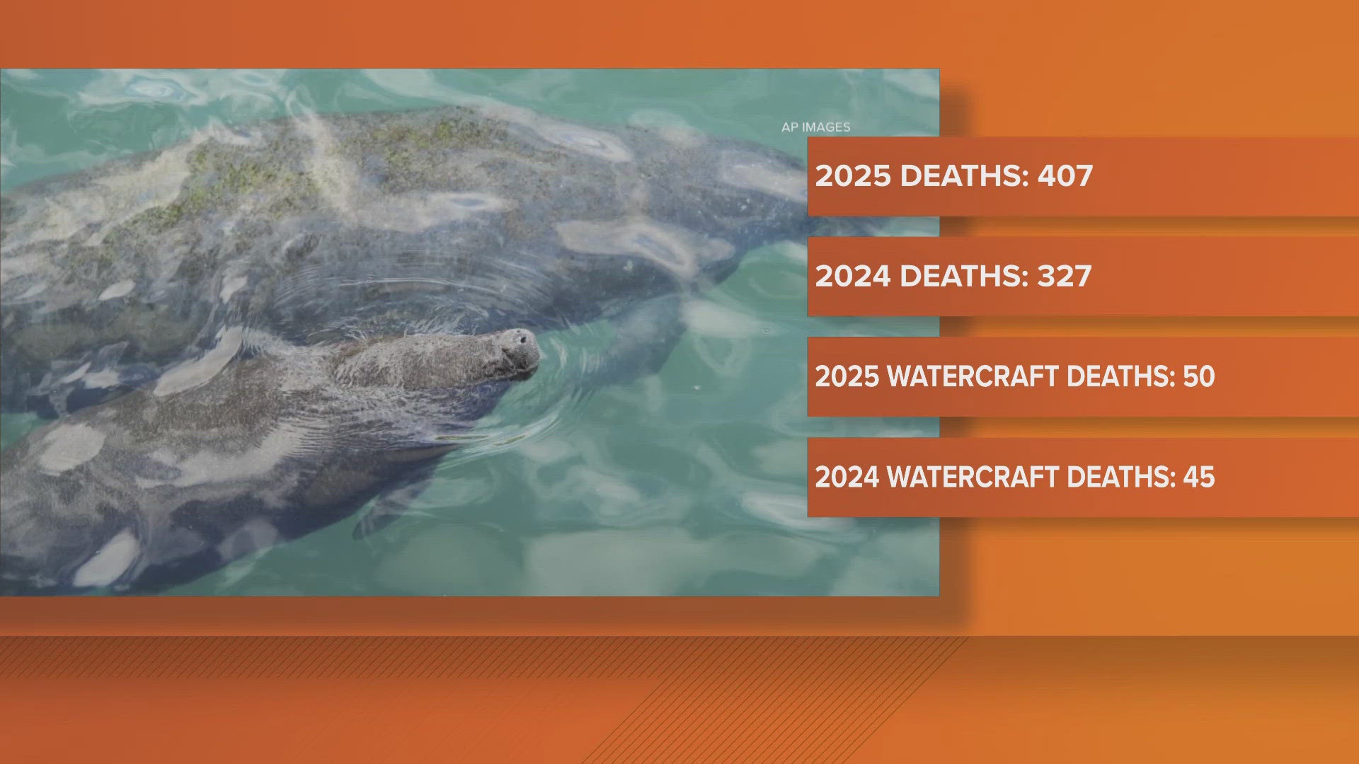 Number of manatee deaths in Florida in 2025 surpasses number of manatee ...