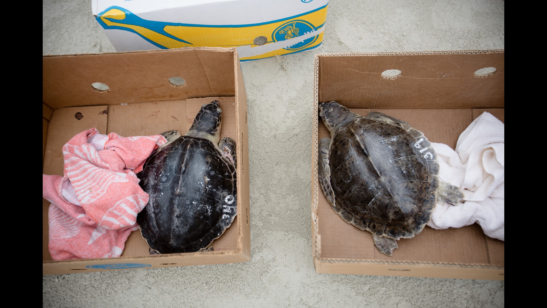 Record-breaking sea turtle release on Jekyll Island, Georgia ...
