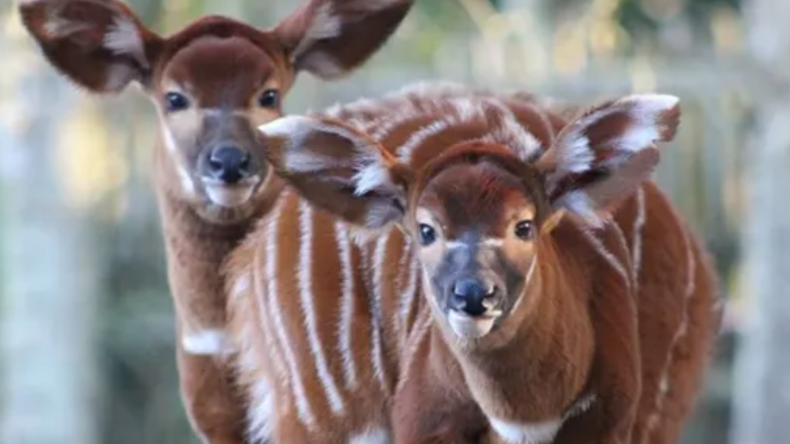 2 endangered bongo calves born at the Jacksonville Zoo | firstcoastnews.com