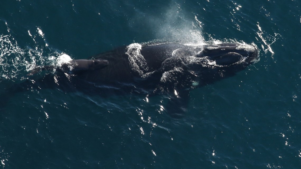 Whale spotted off of Florida's Amelia Island | firstcoastnews.com
